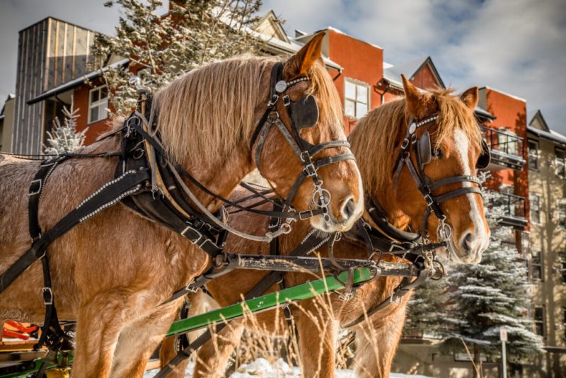 Celebrate the Magic of the Columbia Valley | Bighorn Meadows Resort